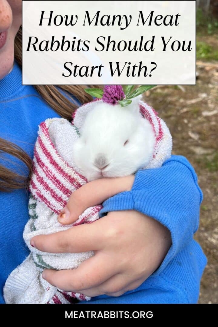 How Many Meat Rabbits Should You Start With? - Meat Rabbits