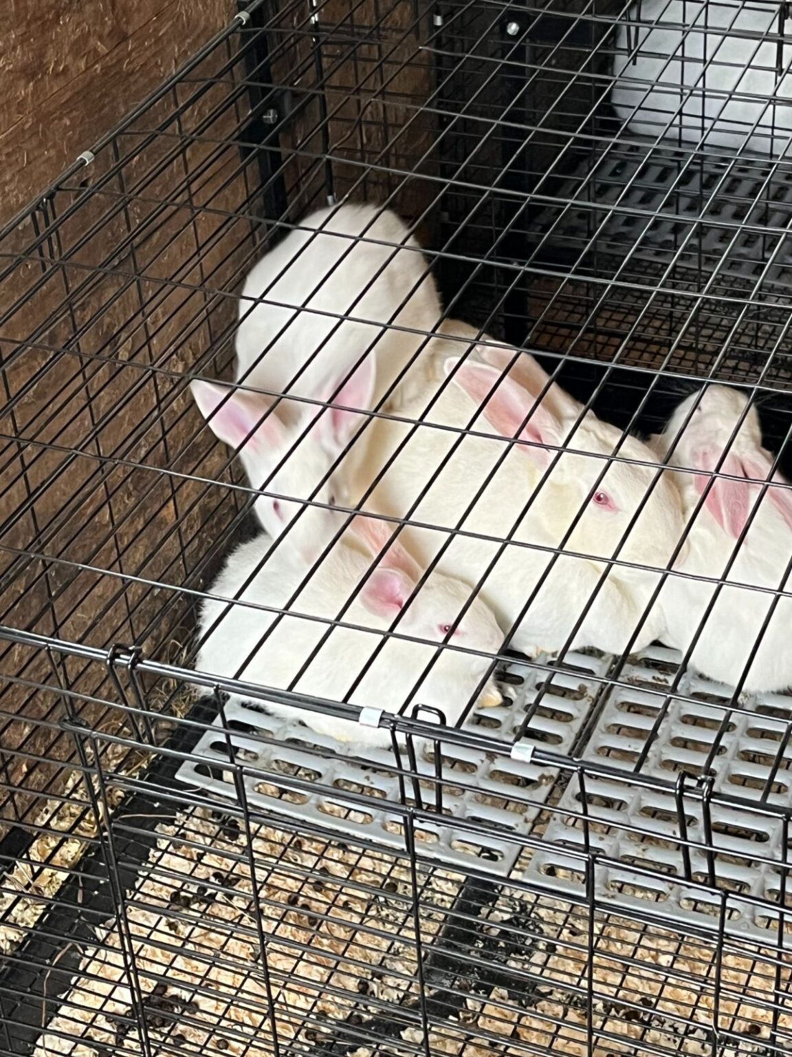 How Many Meat Rabbits Should You Start With? - Meat Rabbits