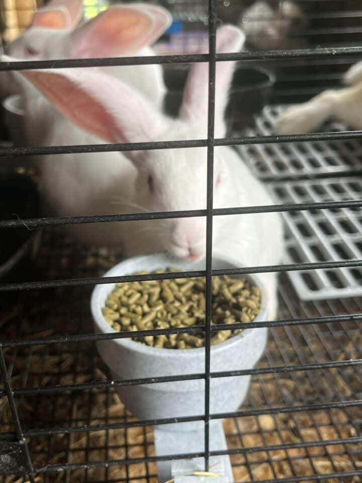 24 Reasons You Should Raise Meat Rabbits in Wire Cages - Meat Rabbits