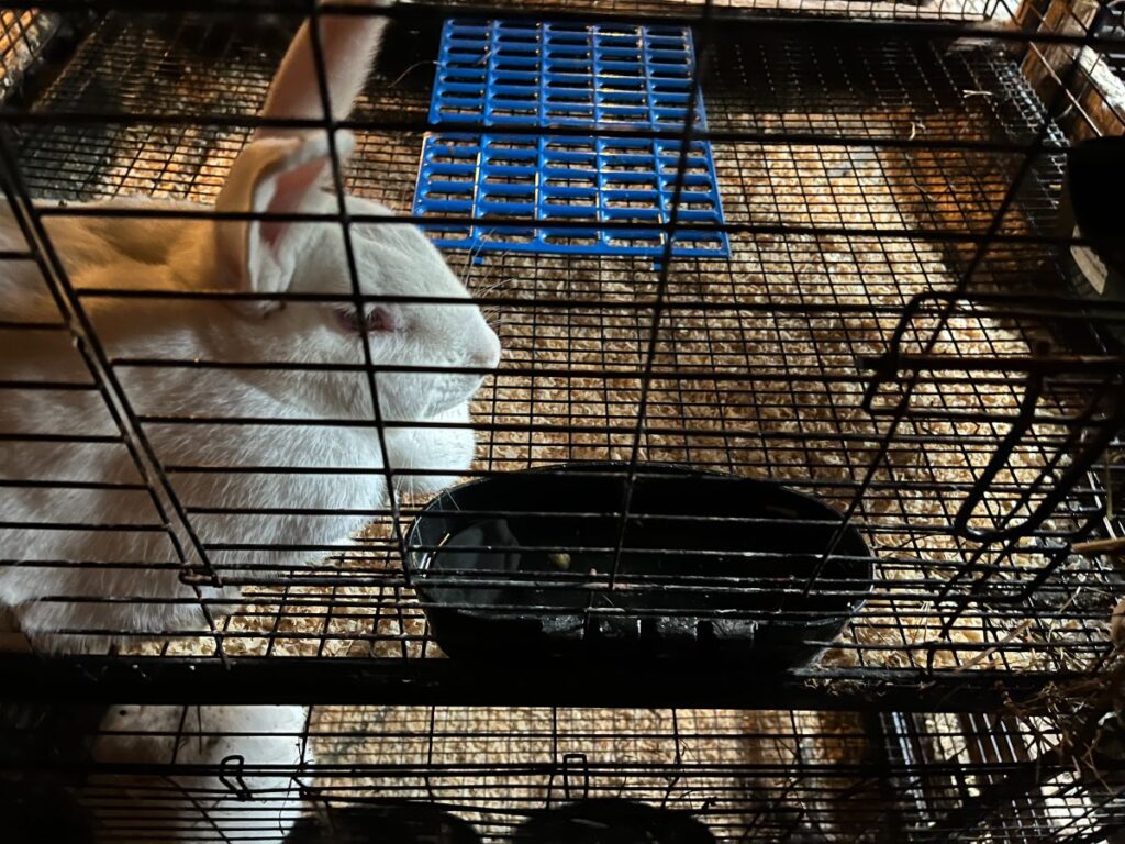 The Basic Cage and Equipment You Need to Start Meat Rabbits - Meat Rabbits