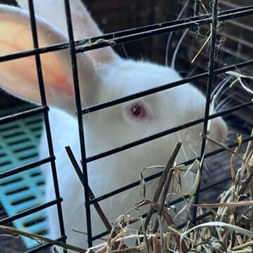 The Basic Cage and Equipment You Need to Start Meat Rabbits - Meat Rabbits
