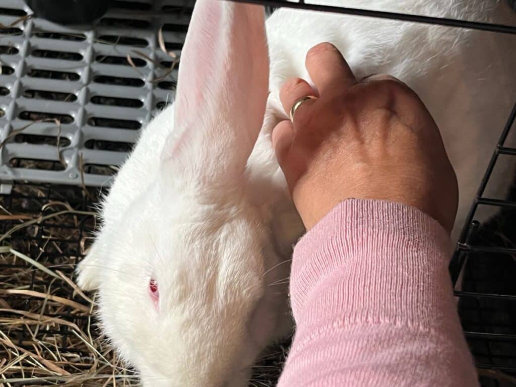 24 Reasons You Should Raise Meat Rabbits in Wire Cages - Meat Rabbits