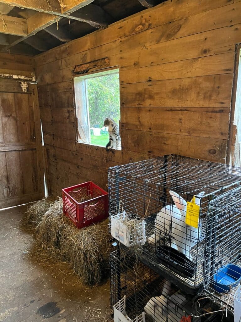 A Tour of My Backyard Rabbitry: Growing Our Own Sustainable Meat ...