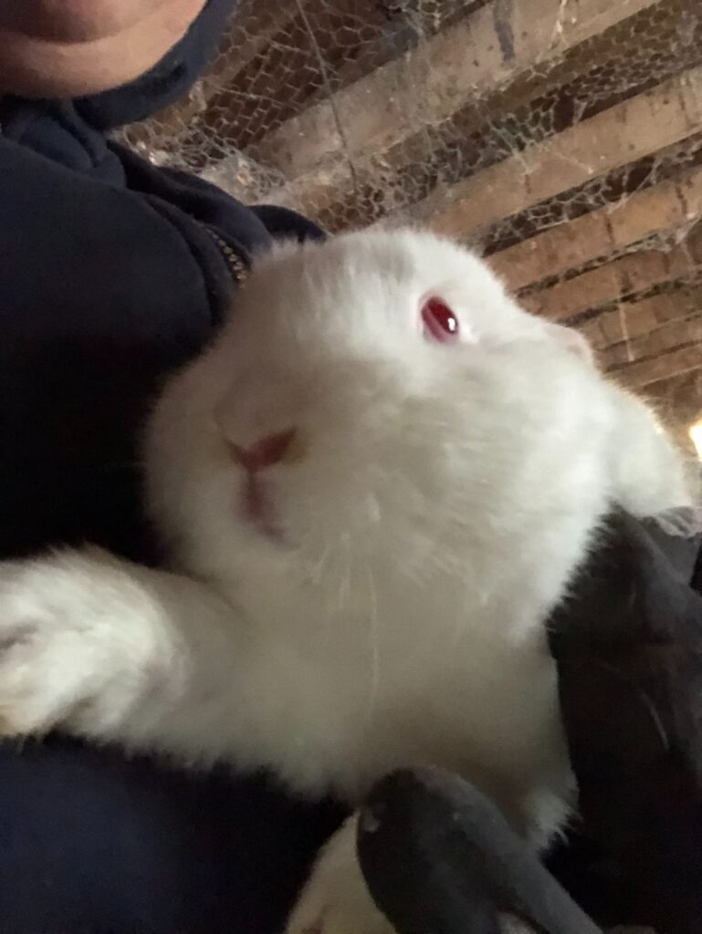 58 Rabbits Terms New Meat Rabbit Growers Should Know - Meat Rabbits
