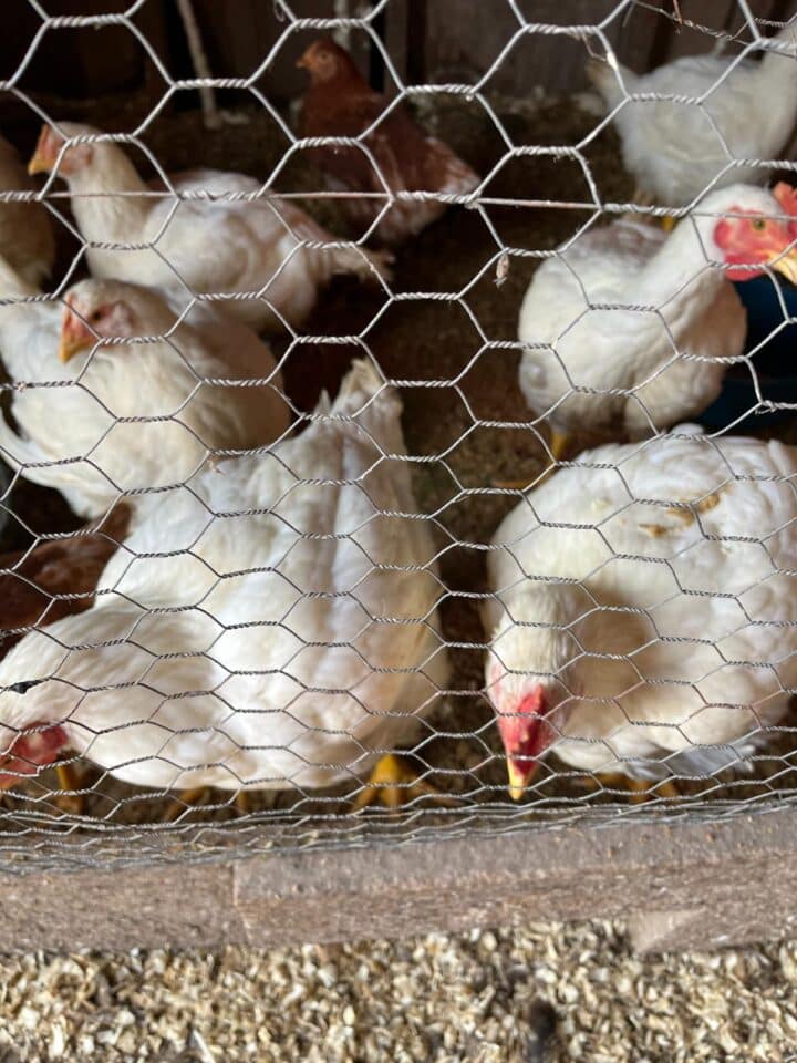 Meat Rabbits vs. Chickens: 12 Reasons Meat Rabbits are Better - Meat ...