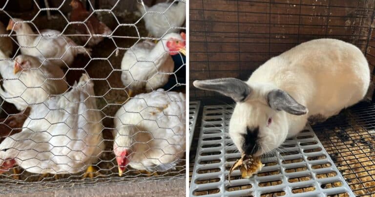 Meat Rabbits vs. Chickens: 12 Reasons Meat Rabbits are Better - Meat ...
