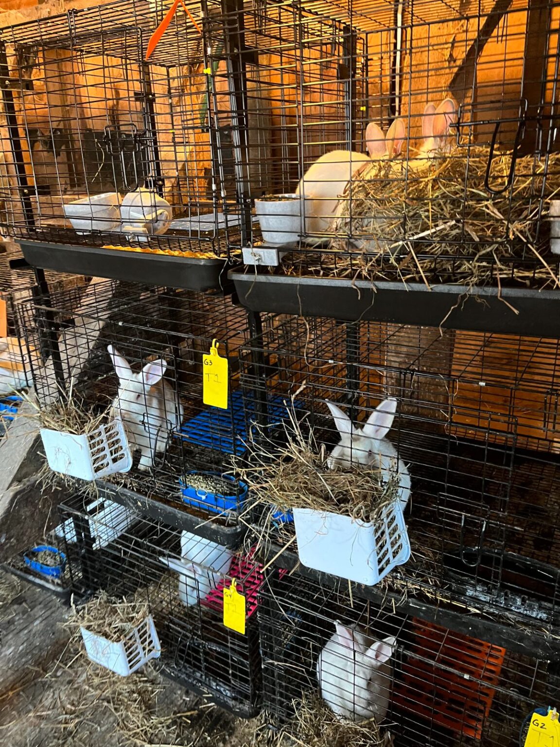 Growing Your Rabbitry in Stages as You Grow - Meat Rabbits