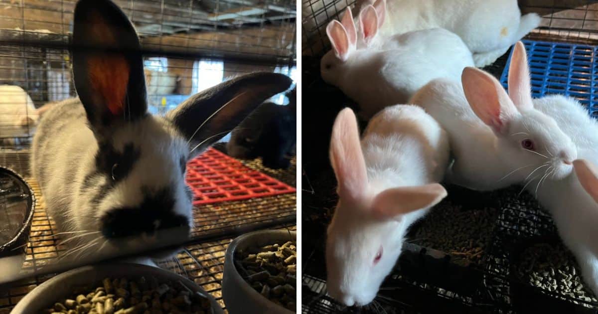 Meat Rabbit Care At 5 And 6 Weeks Old - Meat Rabbits