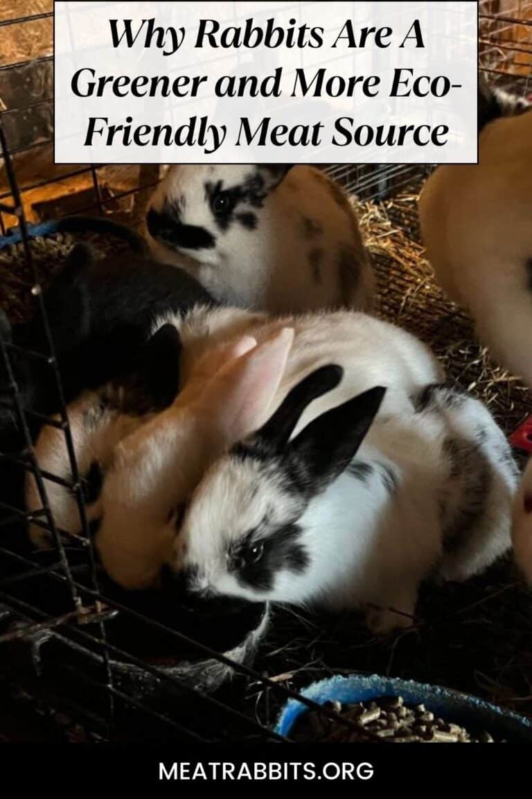 9 Reasons Why Rabbits Are The Greenest Meat Source - Meat Rabbits