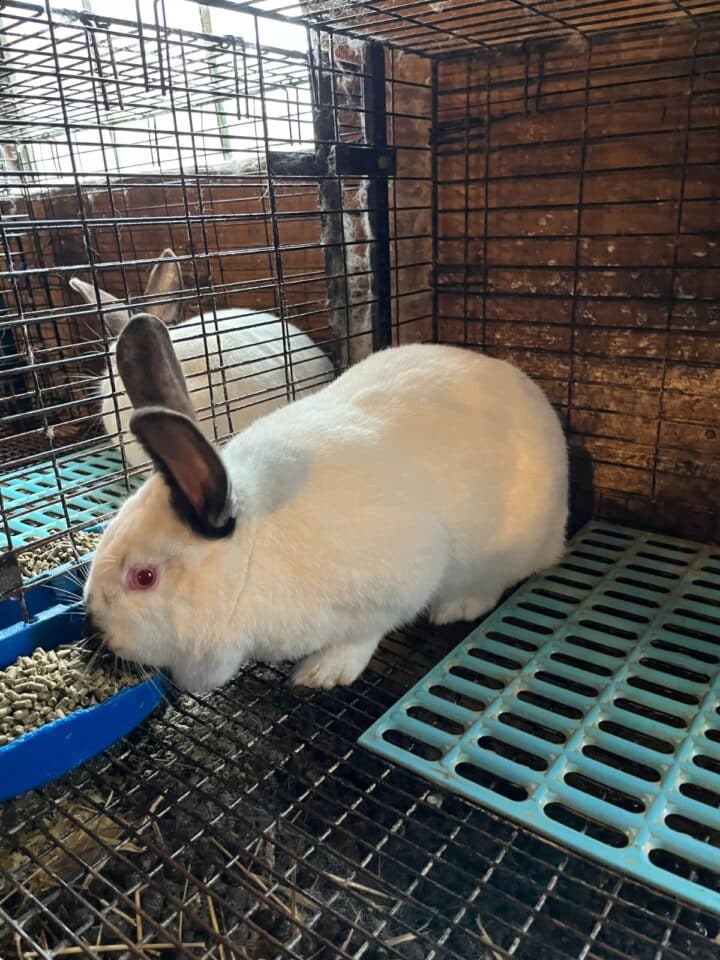 How I Chose My Meat Rabbit Breeds (What Breeds I Chose and Why) - Meat ...