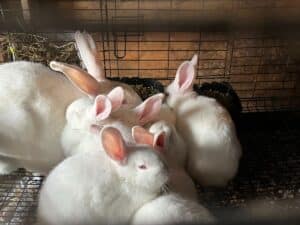 How I Chose My Meat Rabbit Breeds (What Breeds I Chose and Why) - Meat ...