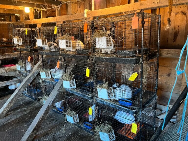 How I Chose My Meat Rabbit Breeds (What Breeds I Chose and Why) - Meat ...