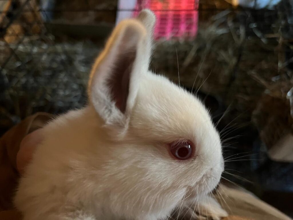 How to Check for Nest Box Eye + Treatment Options - Meat Rabbits