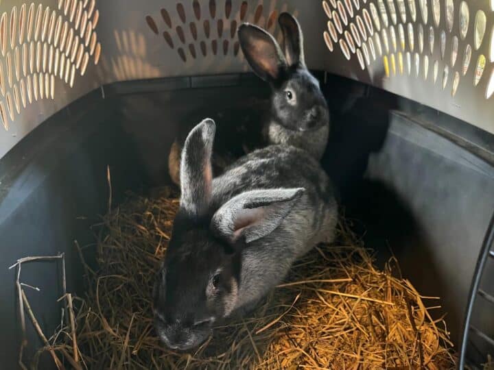 Bringing New Meat Rabbits Home: What To Do - Meat Rabbits