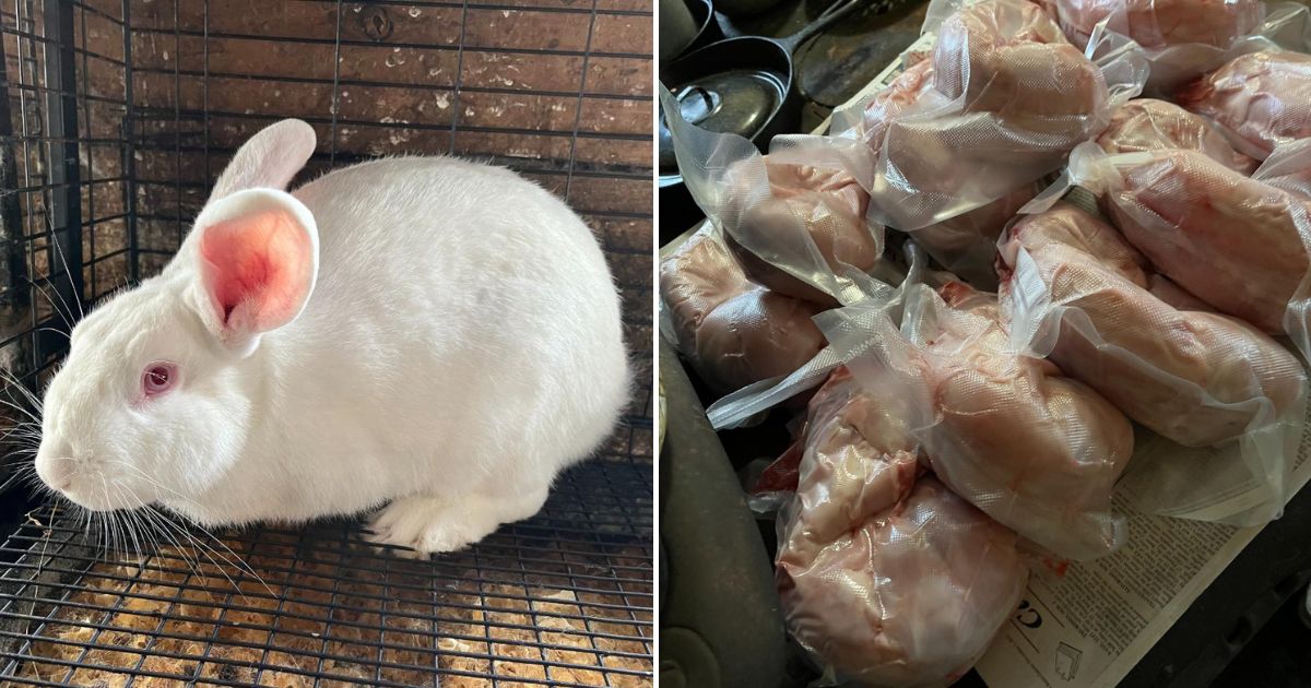 What Is The Right Age to Harvest Meat Rabbits? Full Guide, Final ...