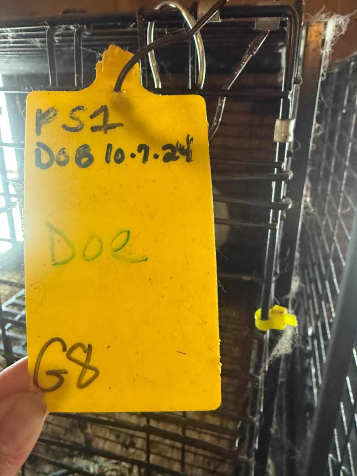 Cheap, Simple Cage Tags for Meat Rabbits + Litter ID System - Meat Rabbits