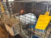 Cheap, Simple Cage Tags for Meat Rabbits + Litter ID System - Meat Rabbits