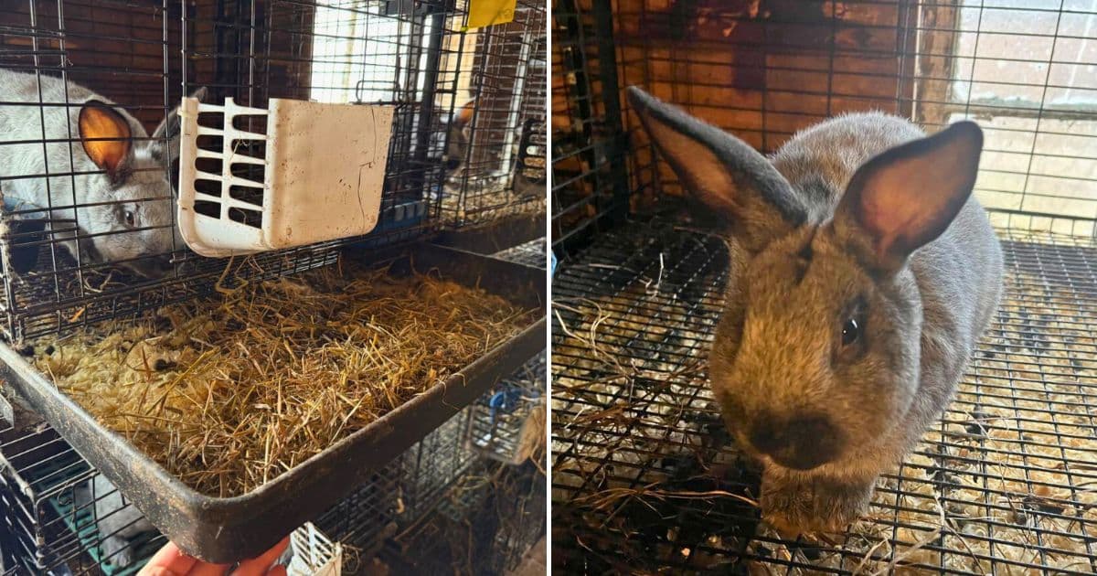 How Cleaning Works with Stacked Rabbit Cage Systems - Meat Rabbits