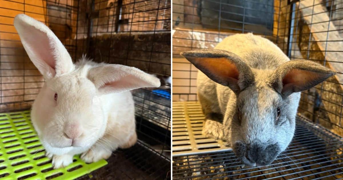 How Do You Know When It’s Time to Retire Your Meat Rabbit Breeders ...