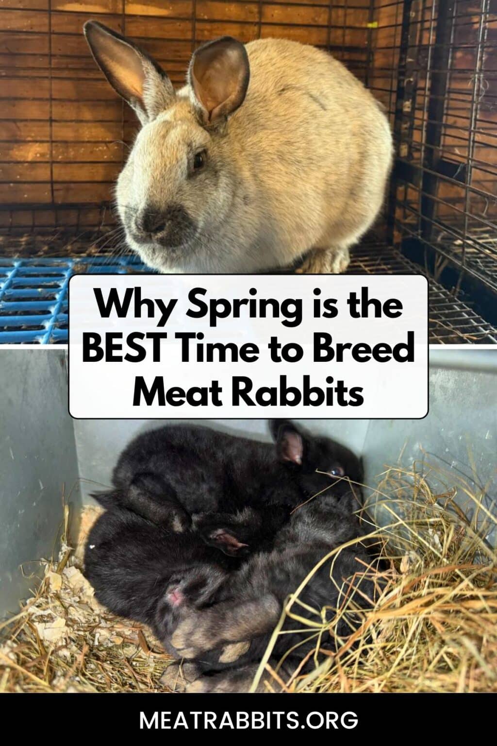 Why Spring is the BEST Time to Breed Meat Rabbits - Meat Rabbits