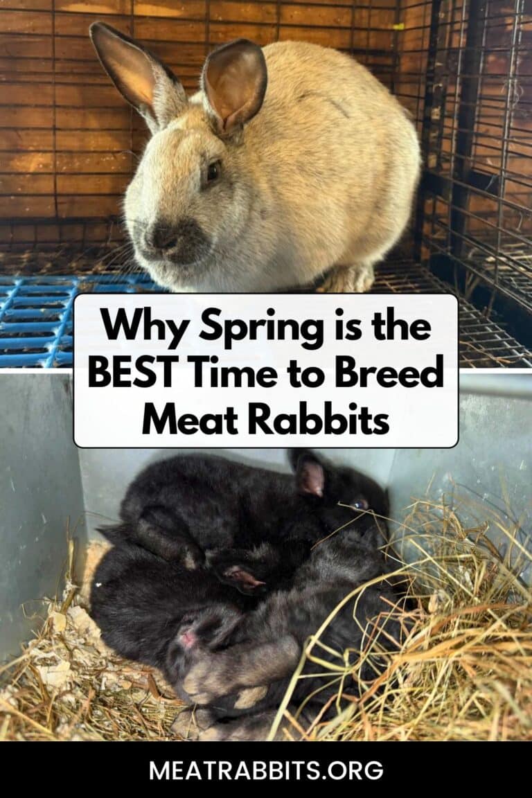 Why Spring is the BEST Time to Breed Meat Rabbits - Meat Rabbits