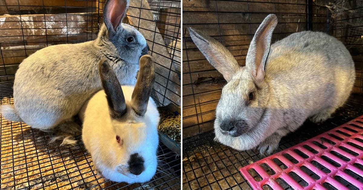 First Step in Relocating the Rabbitry: Planning Breeding - Meat Rabbits
