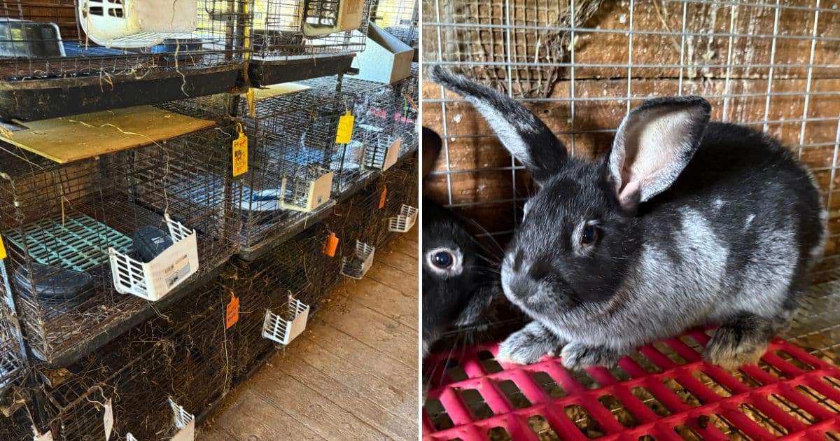 Relocating the Rabbitry II: Reducing Numbers Before the Move - Meat Rabbits