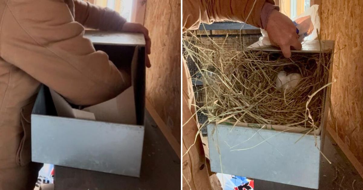 How to Make a Winter Nest Box Liner - Meat Rabbits