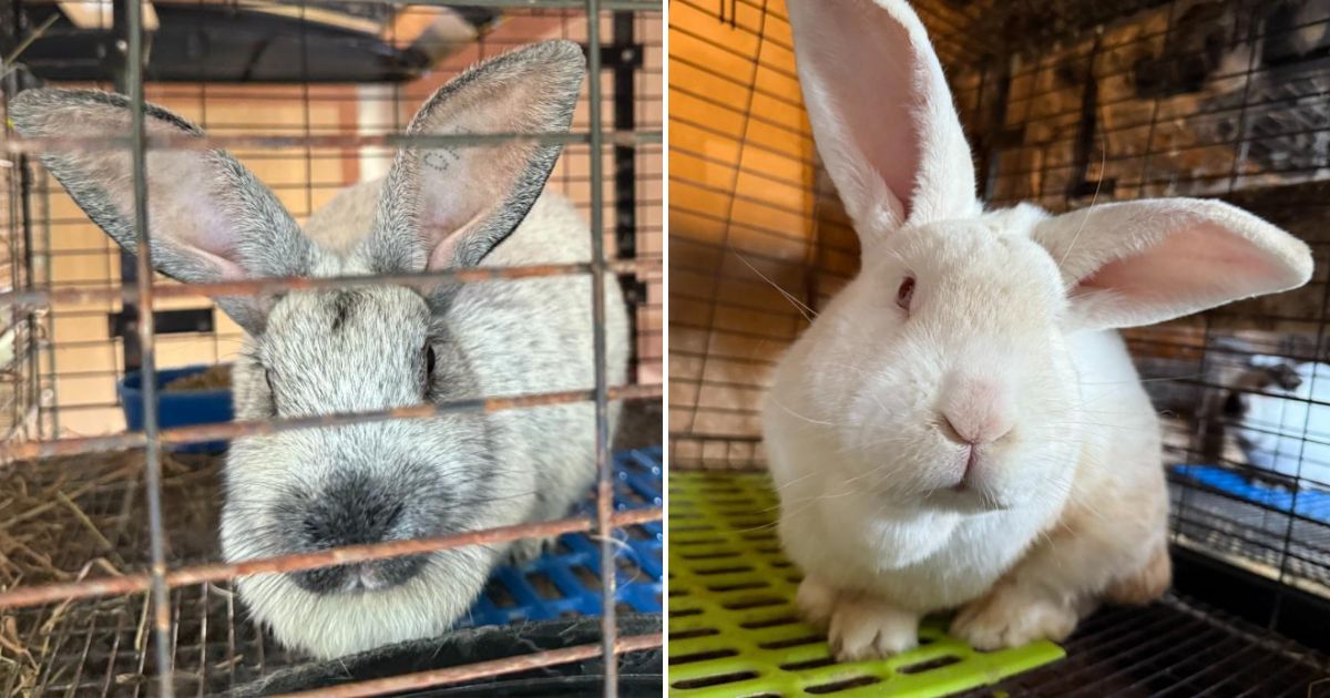 The Best All-Around Meat Rabbit Performer: What Breed Is It? - Meat Rabbits