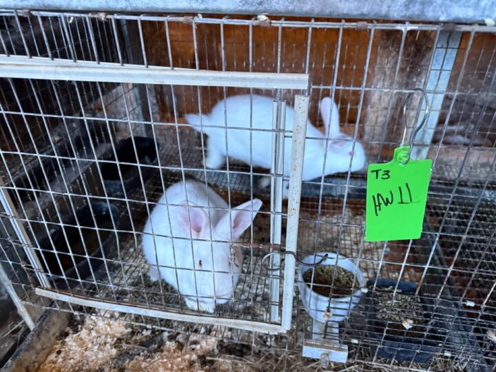Recommended Cage Sizes for Meat Rabbits - Meat Rabbits