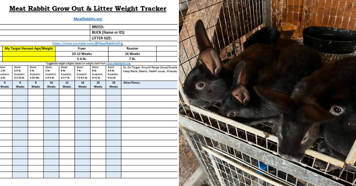 FREE DOWNLOAD! Meat Rabbit Weight Tracker and Litter Record - Meat Rabbits